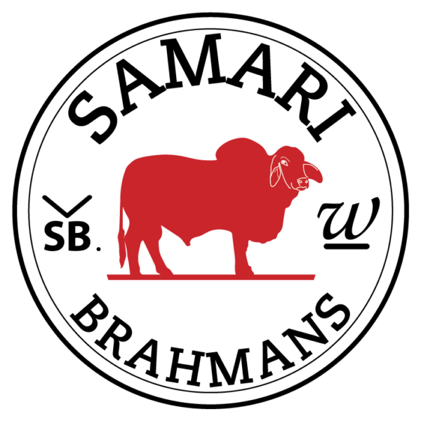 MT CALLAN VICTOR 22/21 (PP) - Samari Brahmans