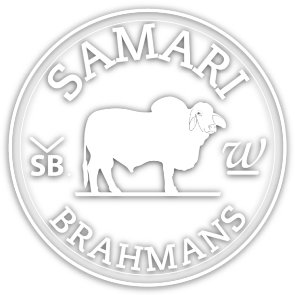 Samari Red Brahmans - Australian Brahman Cattle Breeders